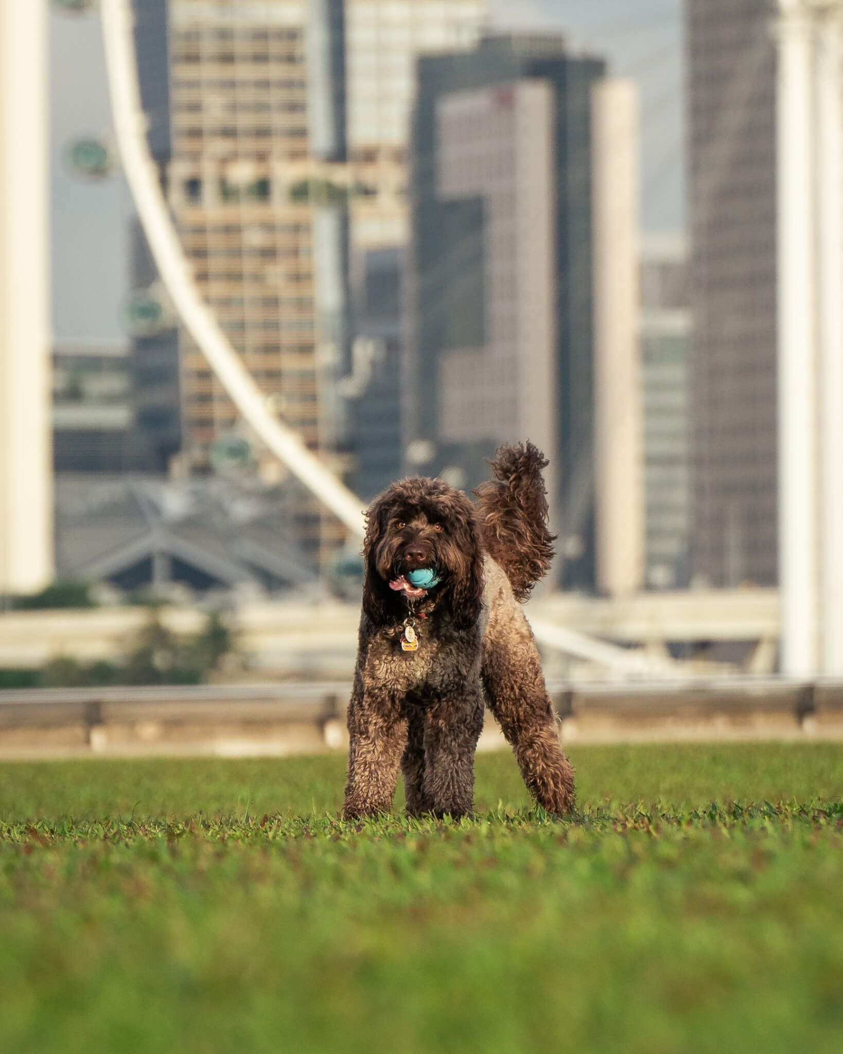 Dog Photoshoot Singapore | Marina Barrage - Bespoke Photography