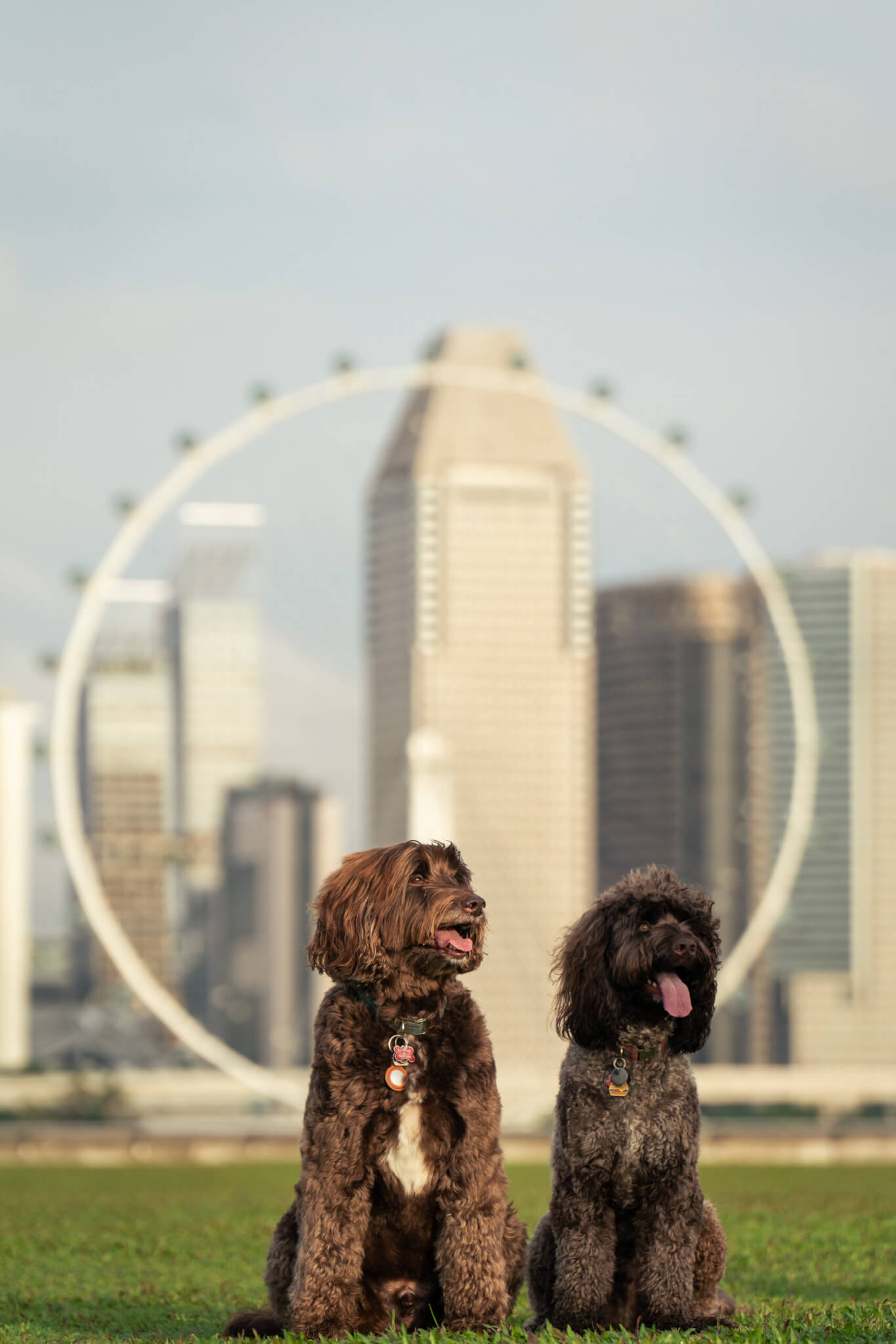 Dog Photoshoot Singapore | Marina Barrage - Bespoke Photography