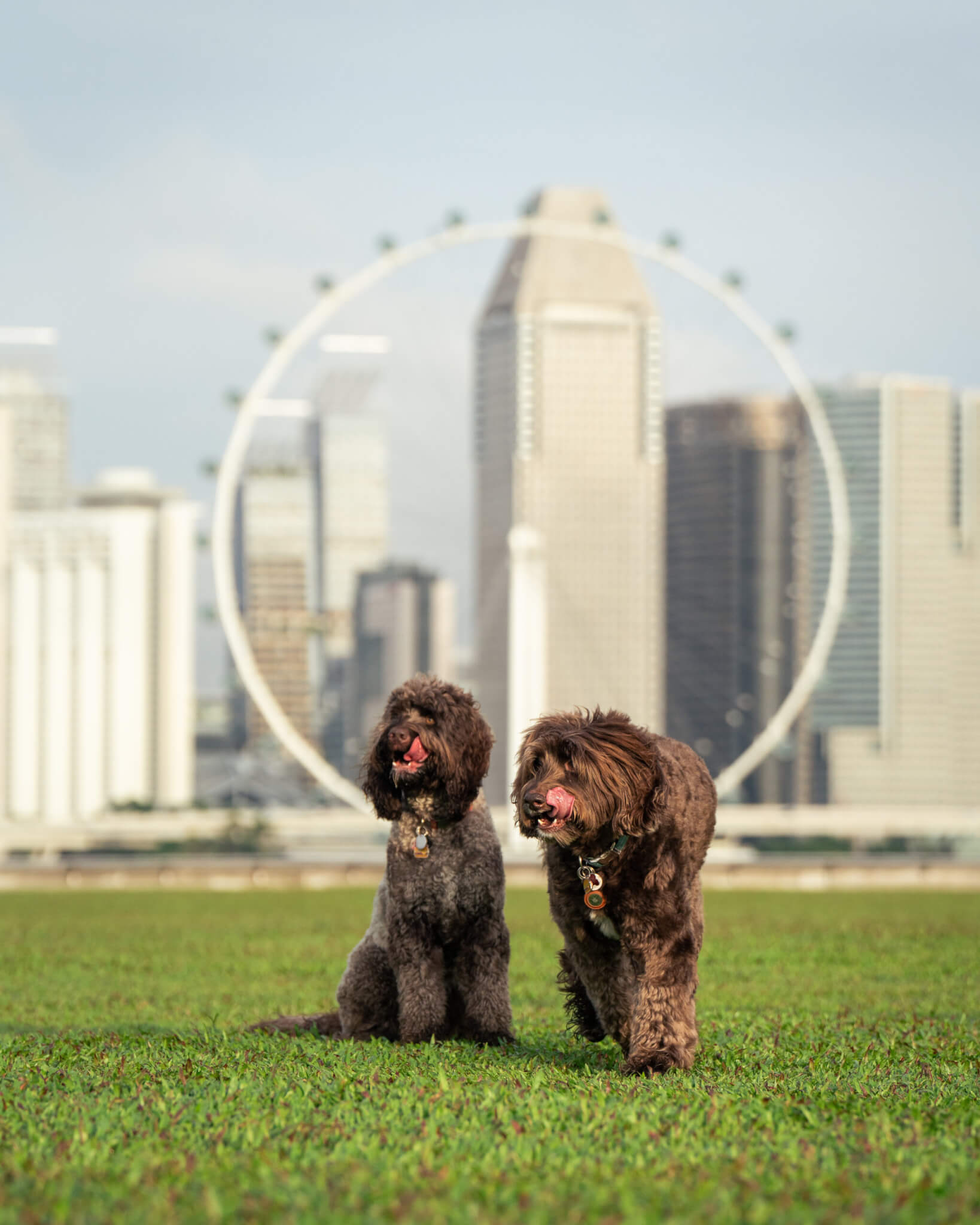 Dog Photoshoot Singapore | Marina Barrage - Bespoke Photography