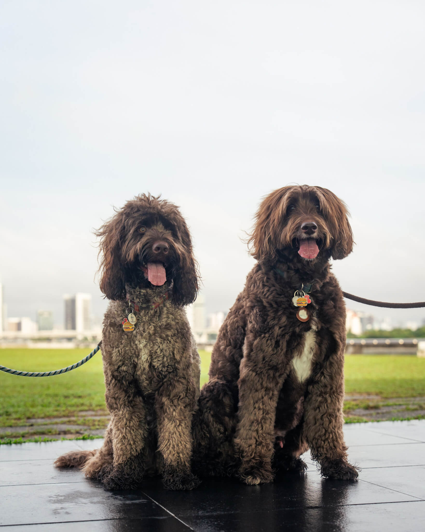 Dog Photoshoot Singapore | Marina Barrage - Bespoke Photography