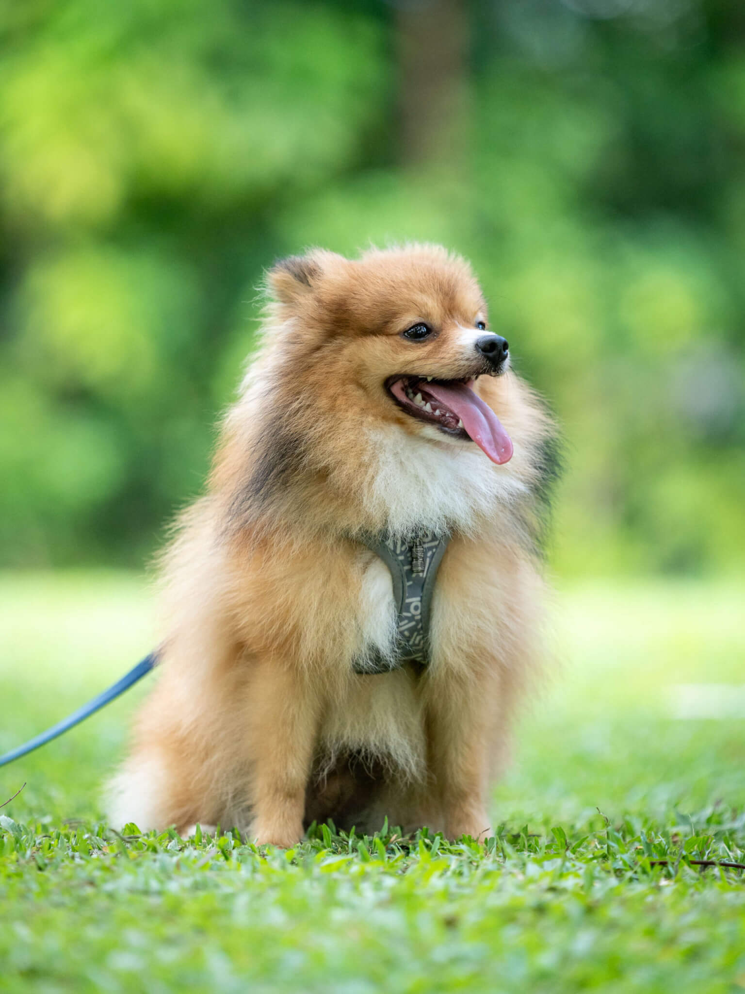 Pet Photographer Singapore | Fort Canning - Bespoke Photography