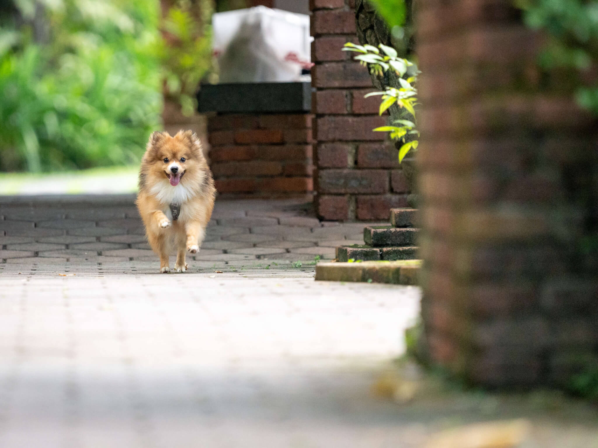 Pet Photographer Singapore | Fort Canning - Bespoke Photography